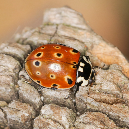 Lovely ladybirds | North Wales Wildlife Trust
