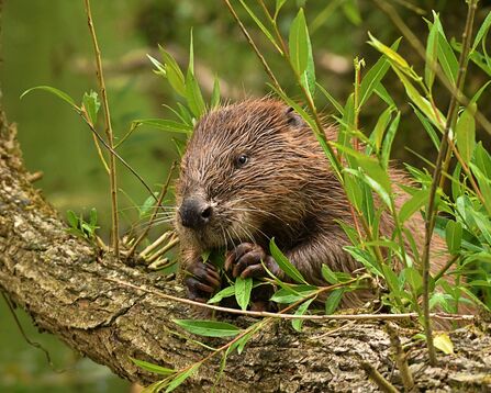 Historic moment for Welsh beavers | North Wales Wildlife Trust