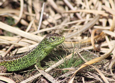 Sand lizard | North Wales Wildlife Trust