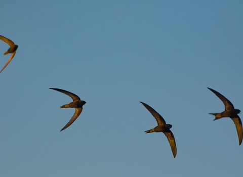 Swift Surveys | North Wales Wildlife Trust