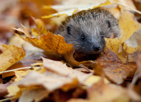 home page | North Wales Wildlife Trust