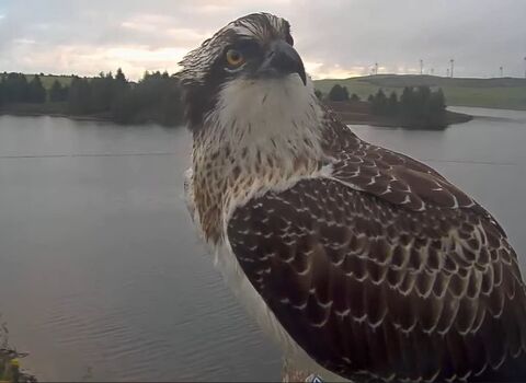 Ospreys at Llyn Brenig | North Wales Wildlife Trust