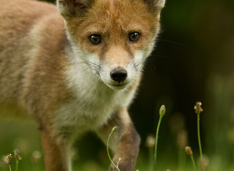 home page | North Wales Wildlife Trust