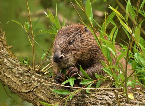 Welsh Beaver Project | North Wales Wildlife Trust